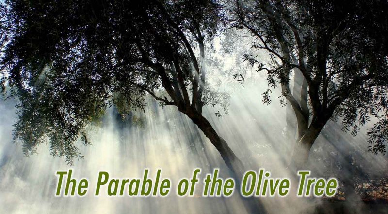 The Parable of the Olive Tree in Jacob 5